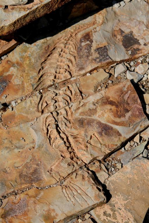 OneStonedCrow: Mesosaurus Fossils - Mesosaurus tenuidens