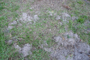 Tunneler ID please: Mole, gopher, mole cricket, shrew, or vole (p